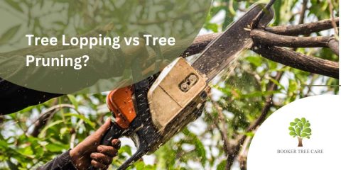 What Is The Difference Between Tree Lopping and Tree Pruning?